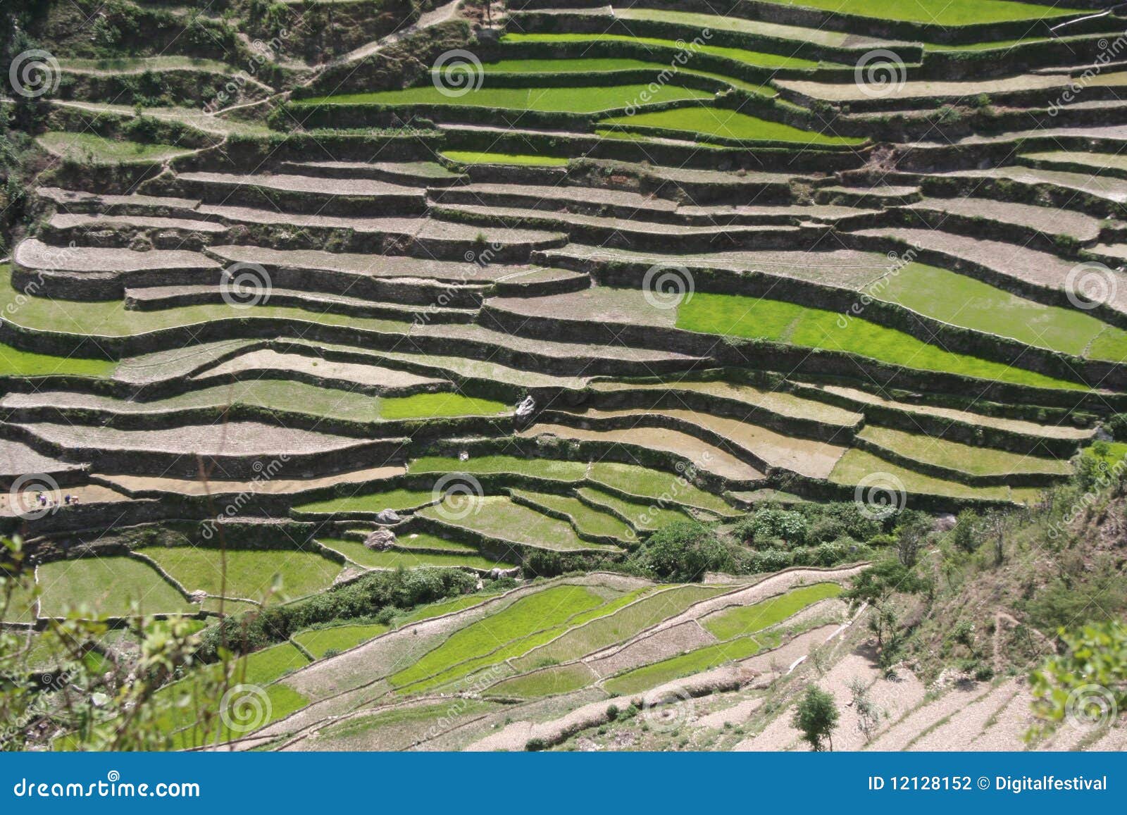 Himalayan Steppe Terrace Farming Uttaranchal India Stock Photo - Image ...