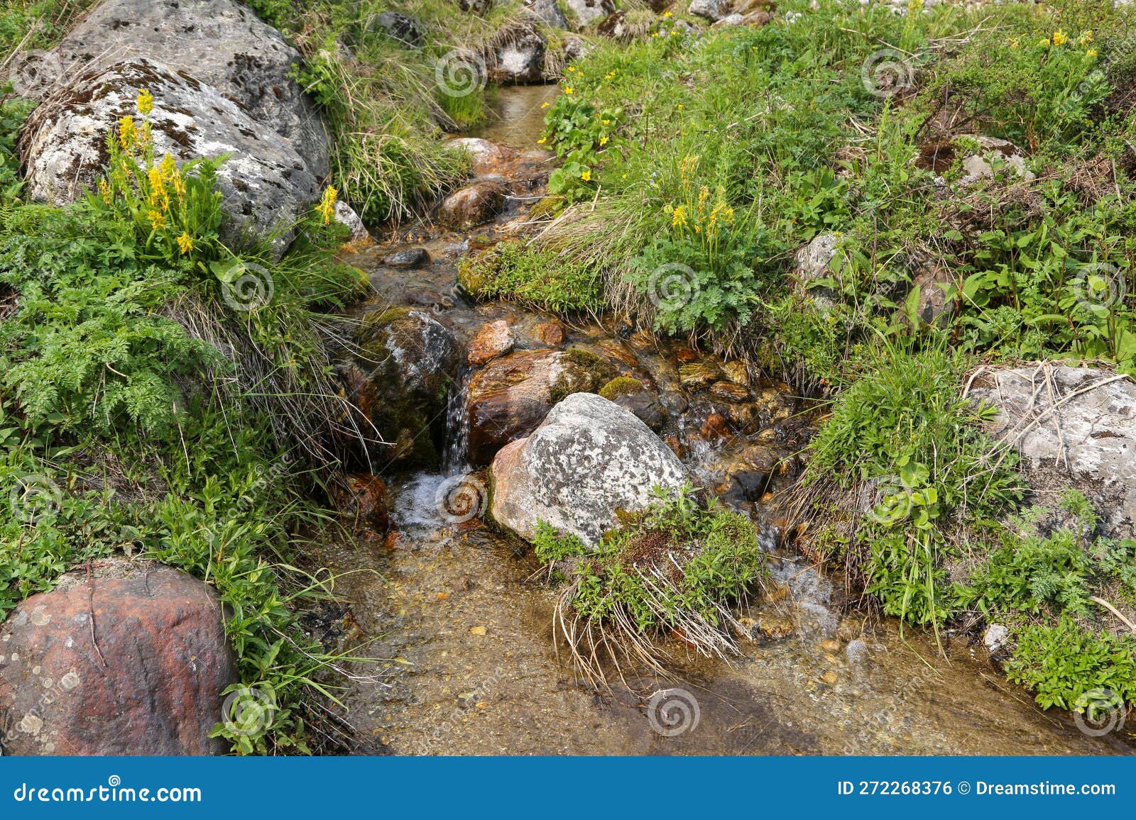 Himalayan Streams Major Source of Drinking Water. Stock Photo - Image ...