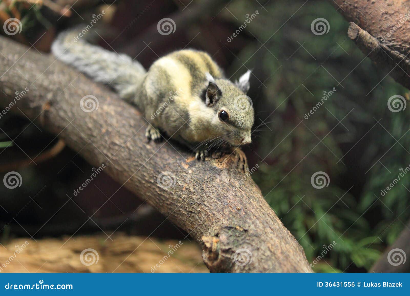 Himalayan striped squirrel stock photo. Image of wood - 36431556