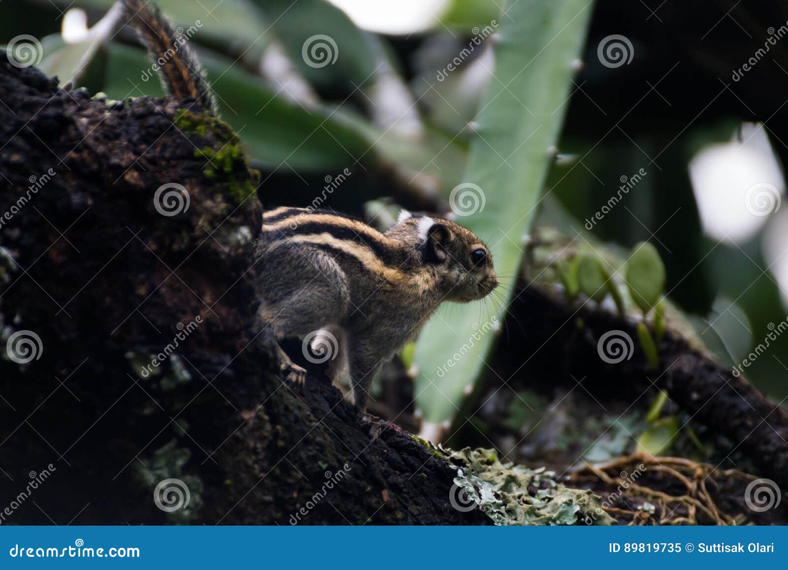 Himalayan Striped Squirrel on a Branch Stock Image - Image of spring ...