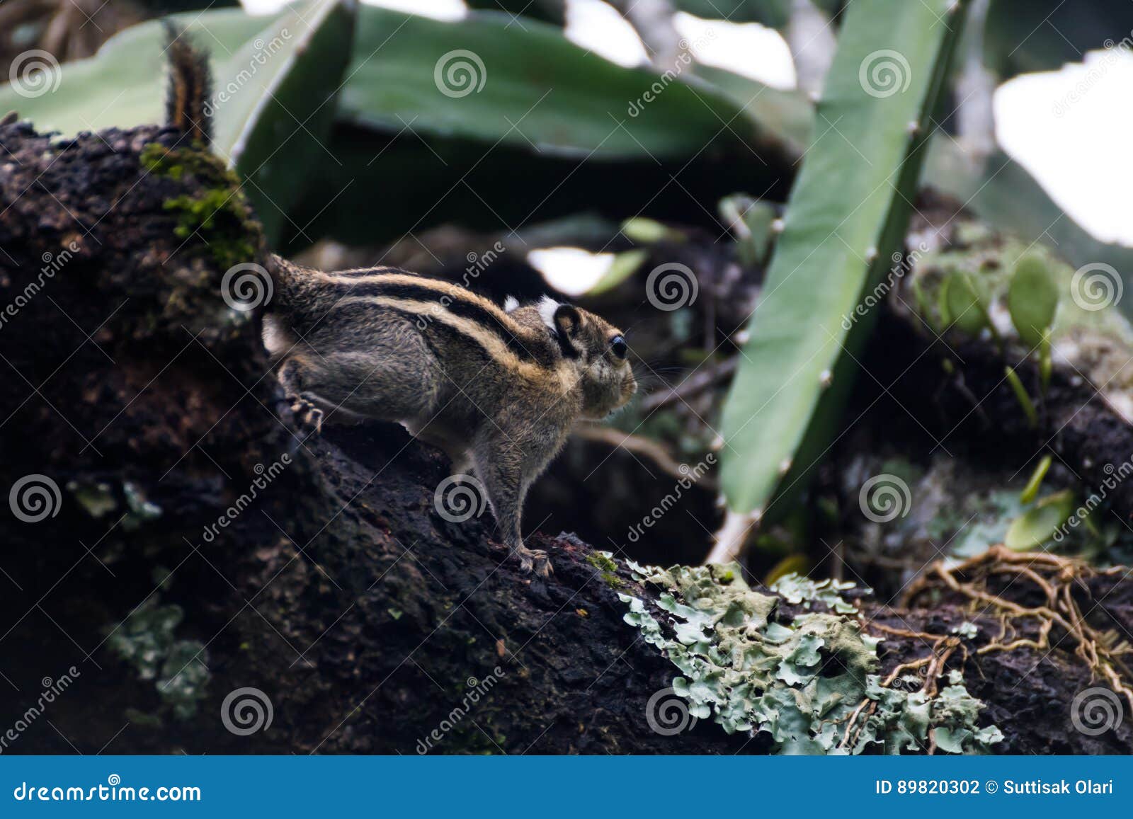 Himalayan Striped Squirrel on a Branch Stock Photo - Image of chipmunk ...