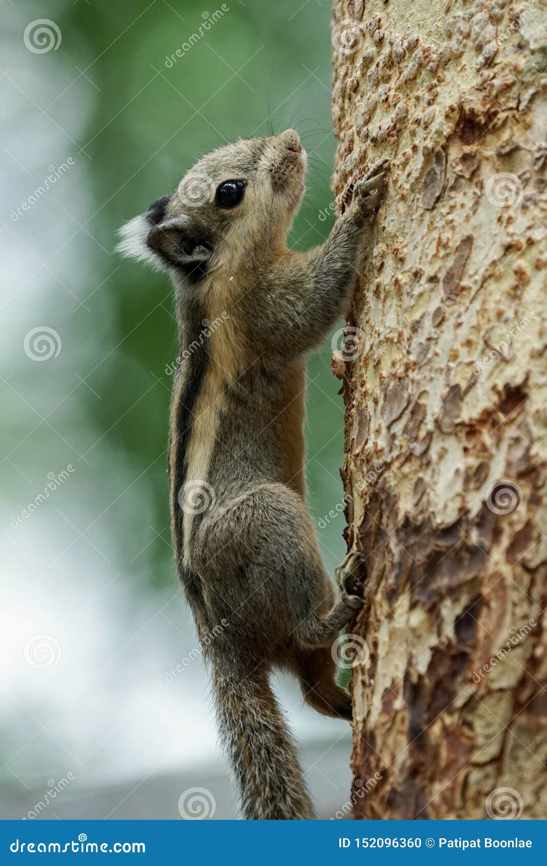 Himalayan Striped Squirrel Climbing Up a Tree Stock Photo - Image of ...