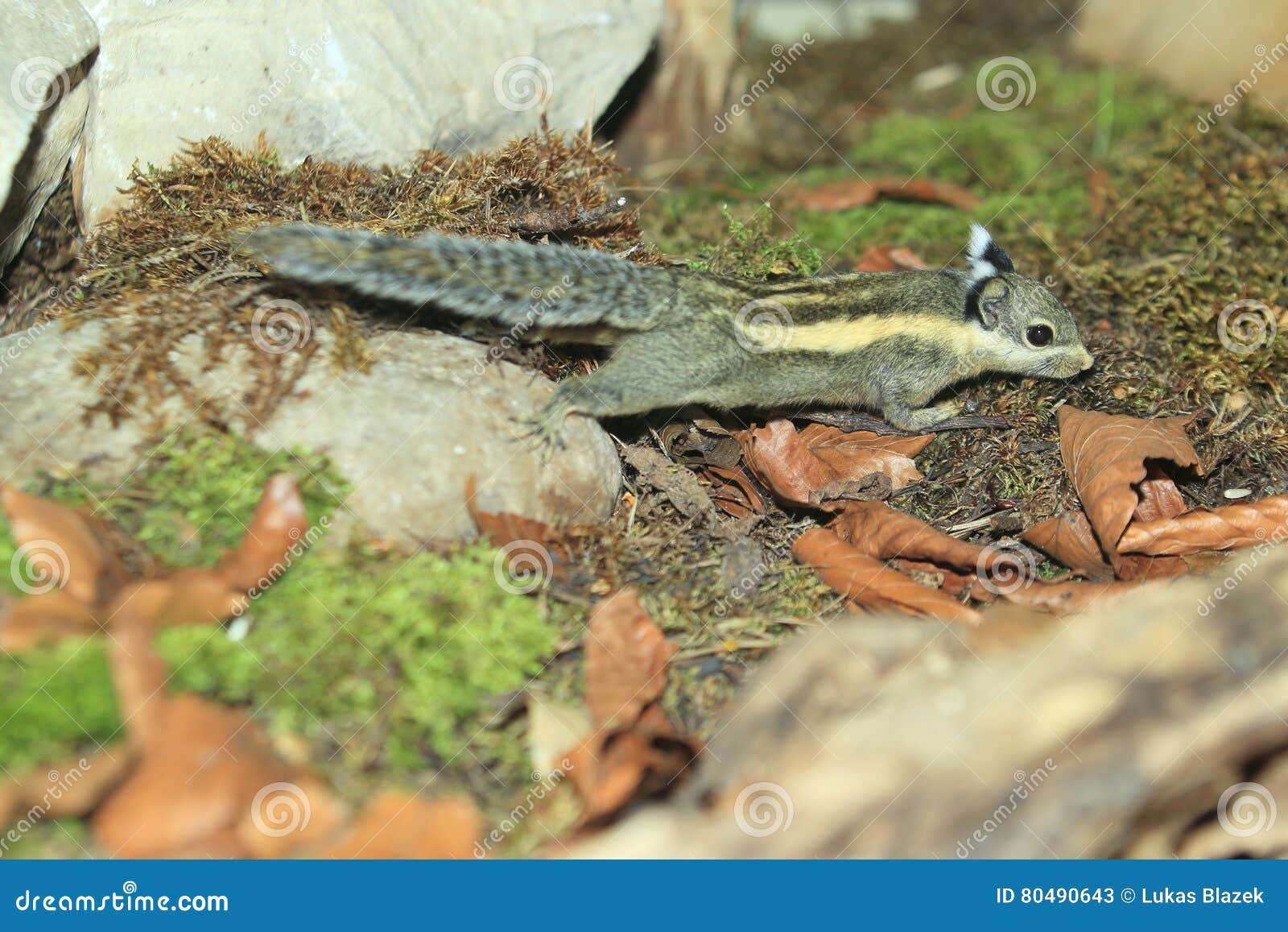 Himalayan striped squirrel stock image. Image of mcclellandii - 80490643