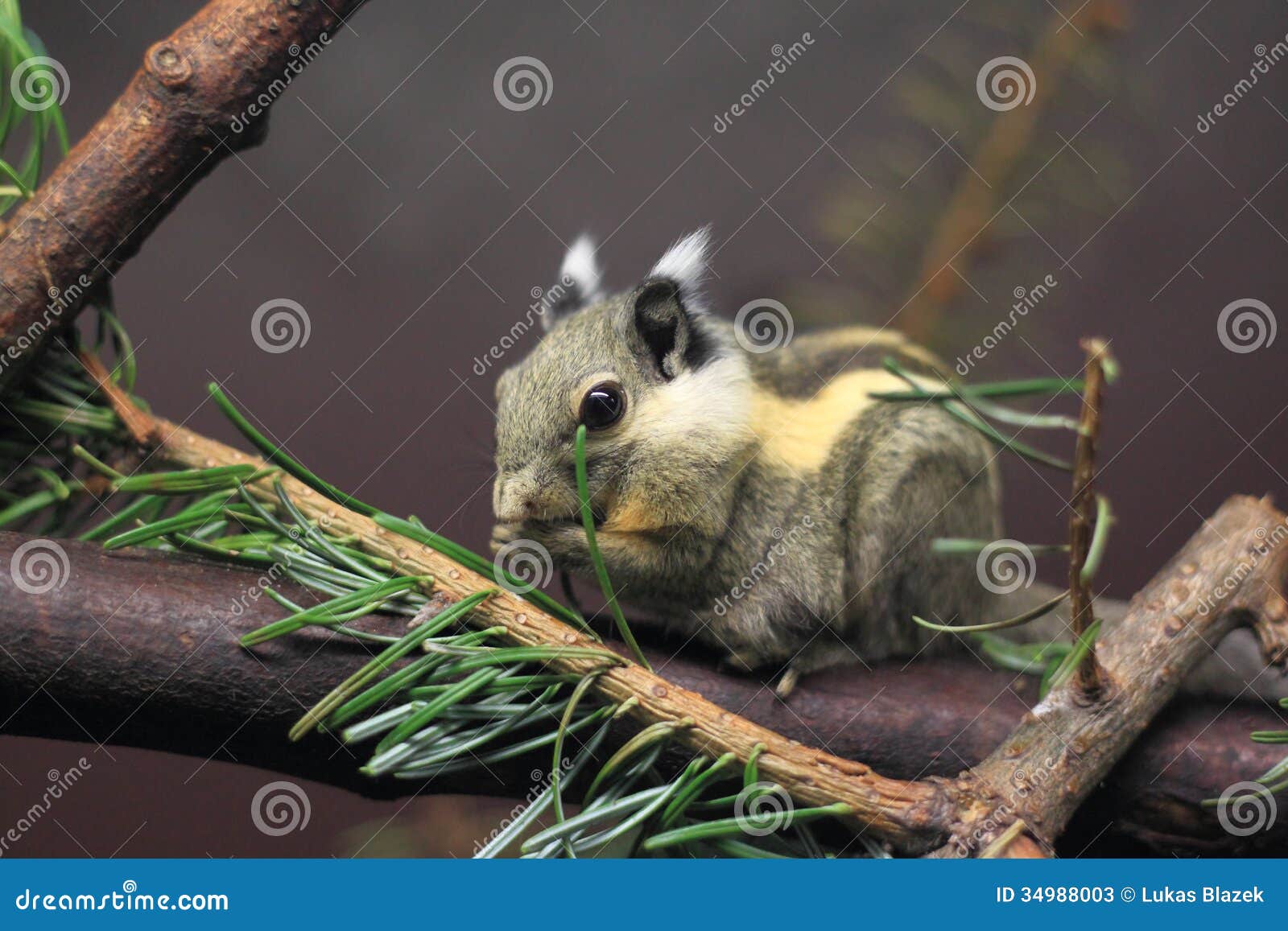 Himalayan striped squirrel stock image. Image of western - 34988003