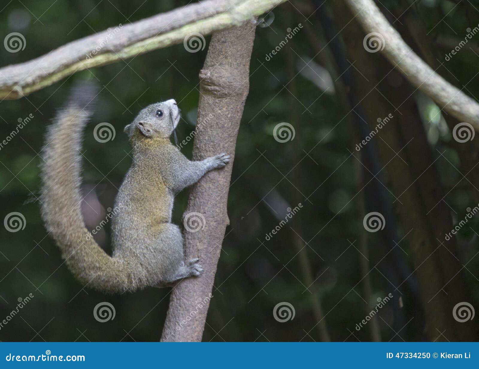 Himalayan Striped Squirrel stock photo. Image of agriculture - 47334250