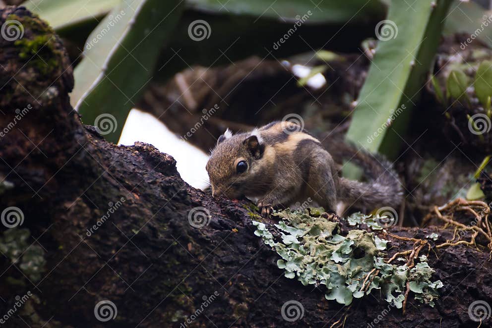Himalayan striped squirrel stock photo. Image of biodiversity - 86657004