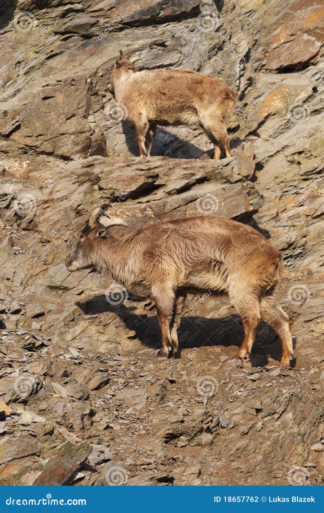 Himalayan tahr stock photo. Image of wild, goat, jemlahicus - 18657762