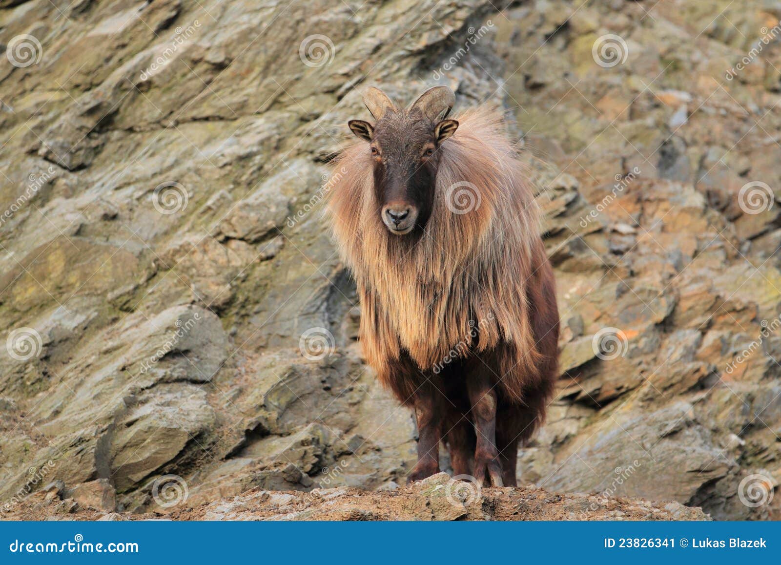 Himalayan tahr stock image. Image of male, rock, posing - 23826341