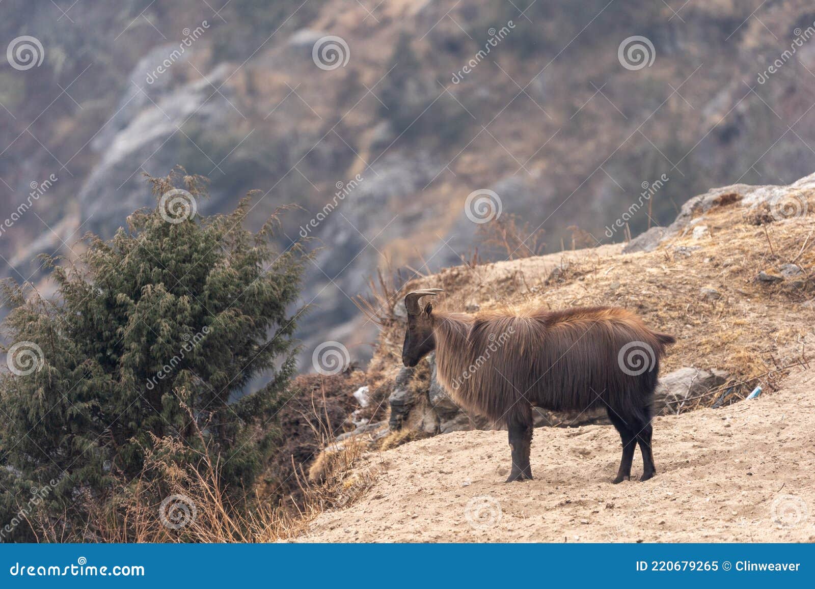 Himalayan Tahr or Mountain Goat Stock Image - Image of hymalayan ...