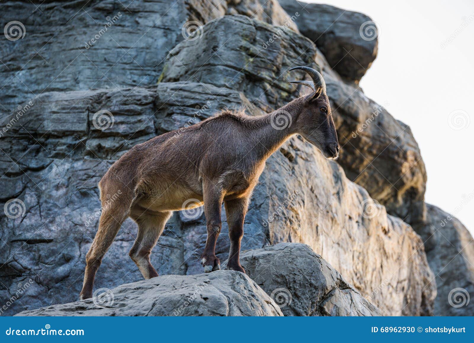 A Himalayan Tahr on a Rocky Mountain Stock Photo - Image of saddle ...