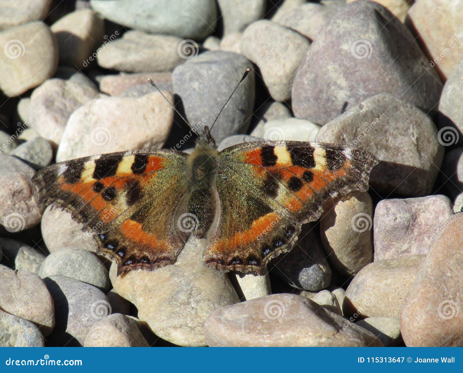 Himalayan Tortoise Shell Butterfly Stock Image - Image of india, travel ...