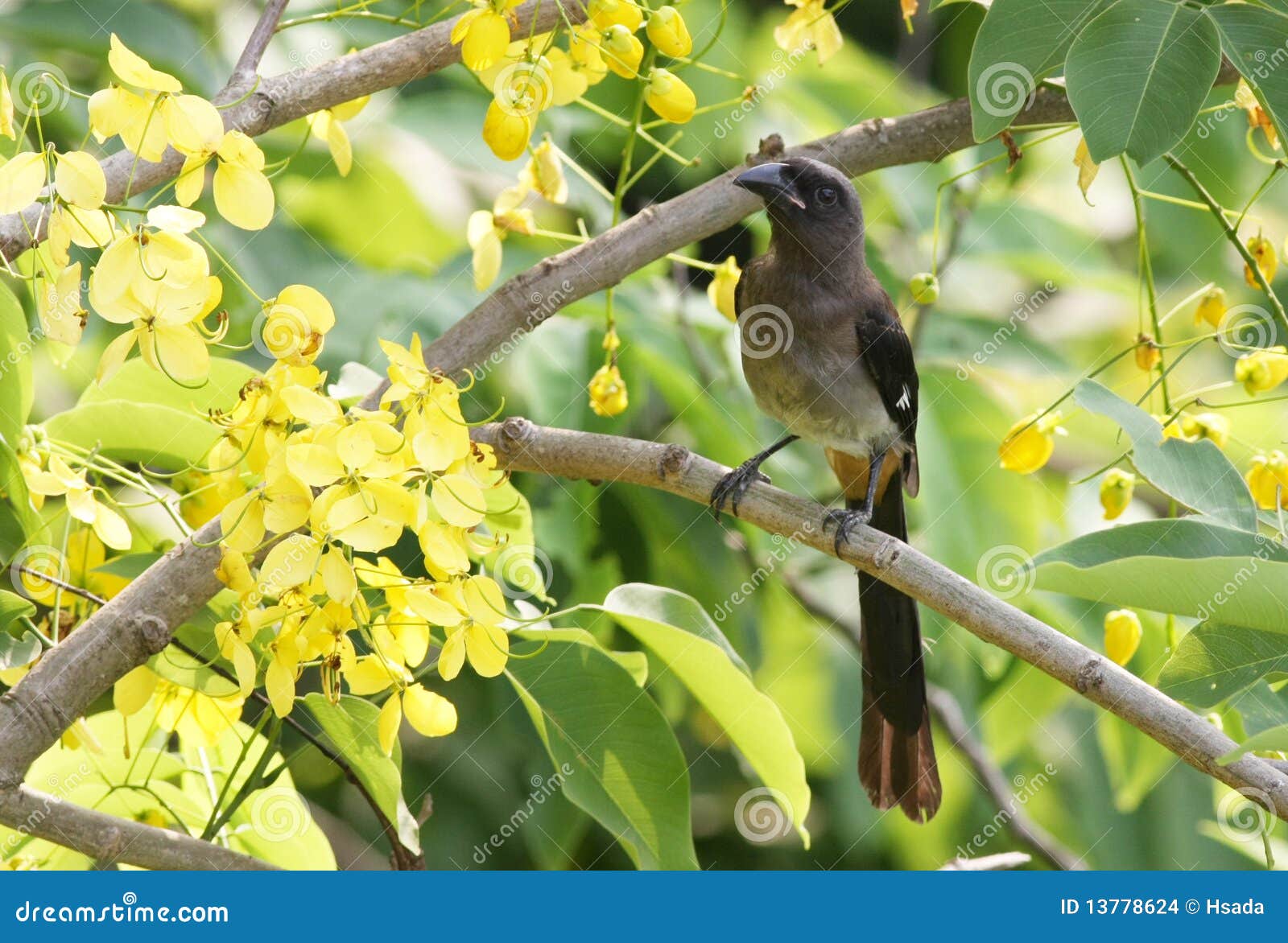 Himalayan Fig Tree Stock Image | CartoonDealer.com #129080689