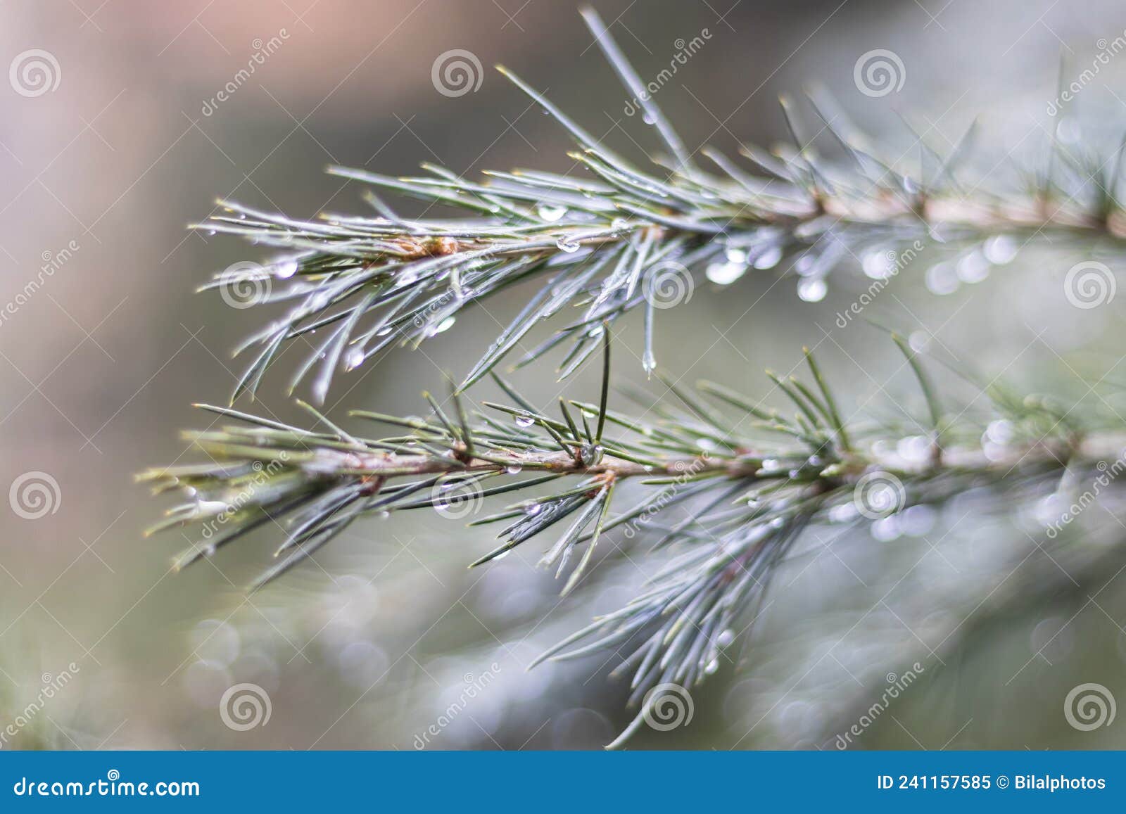 Himalayan Fig Tree Stock Image | CartoonDealer.com #129080689