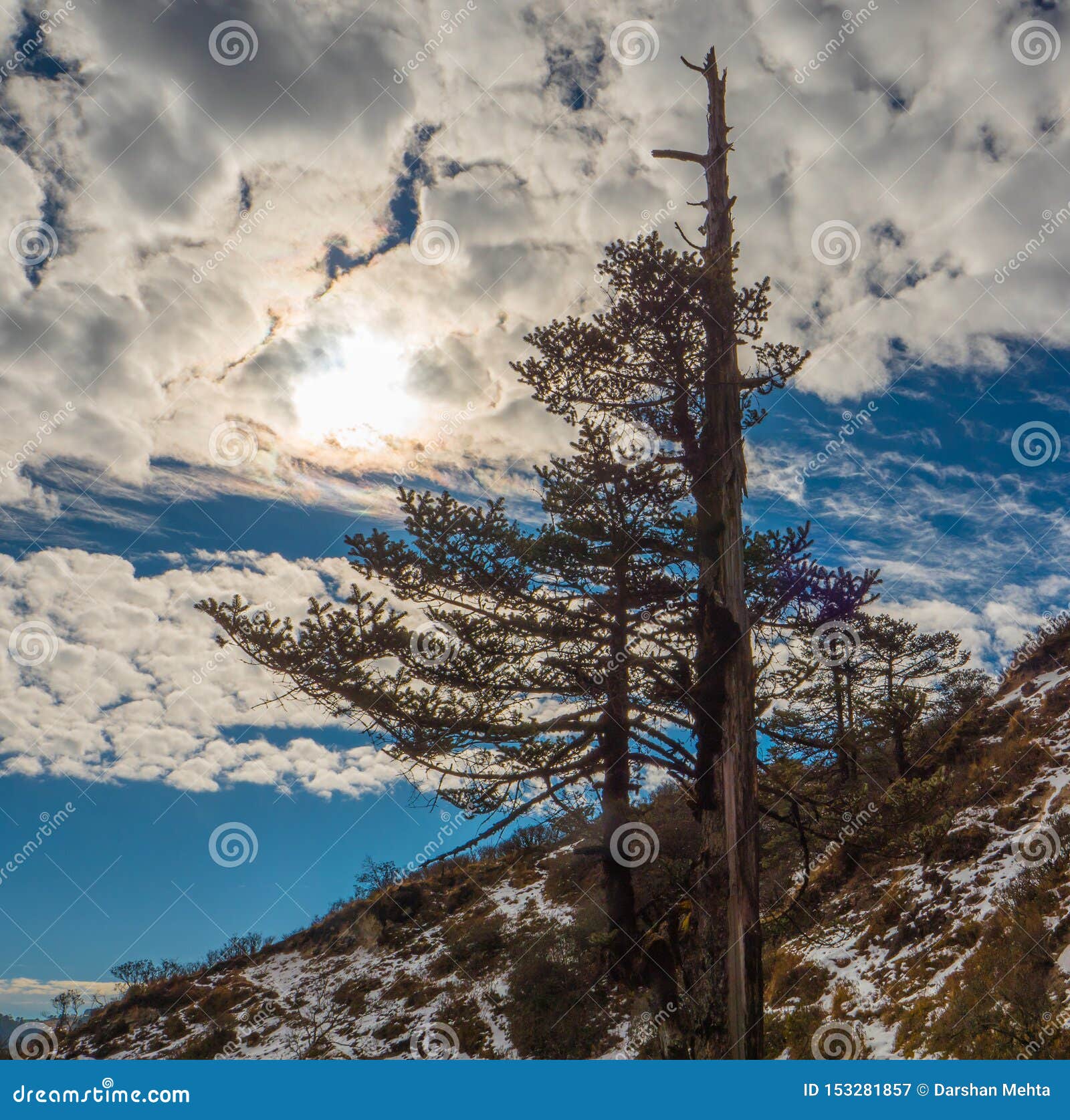 Himalayan Trees in the Summer ,india Stock Image - Image of pathways ...
