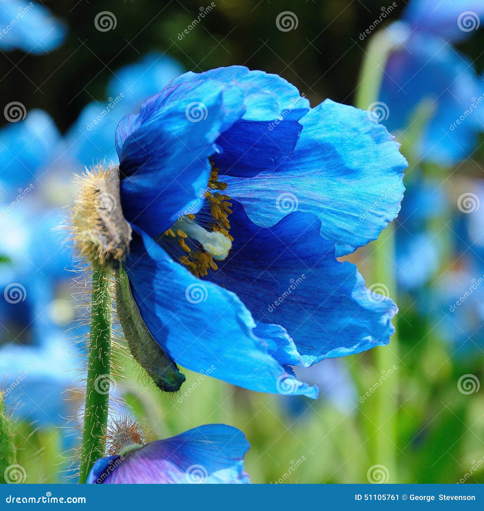 Himalayan vallmo fotografering för bildbyråer. Bild av blomma - 51105761