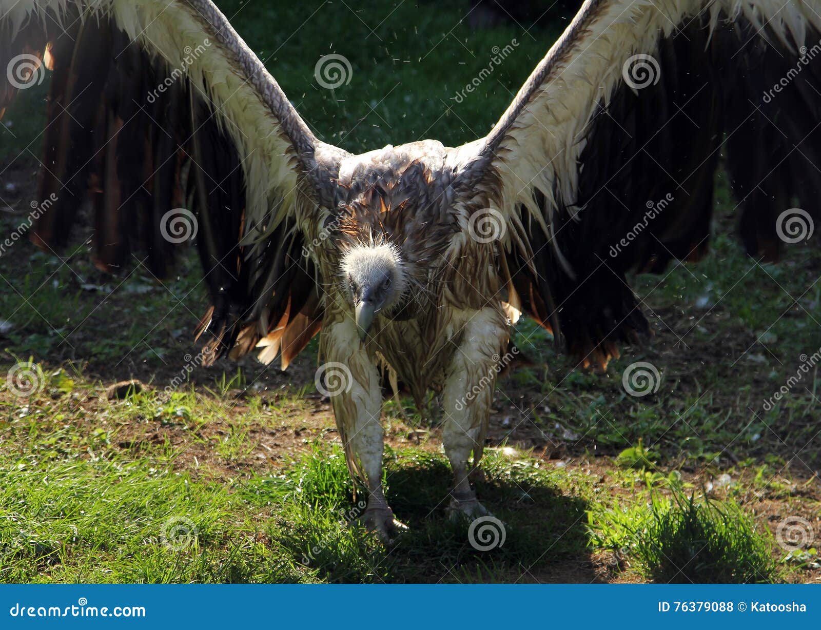 Himalayan Vulture Gyps Himalayensis Drying Wings after Bathing Stock ...