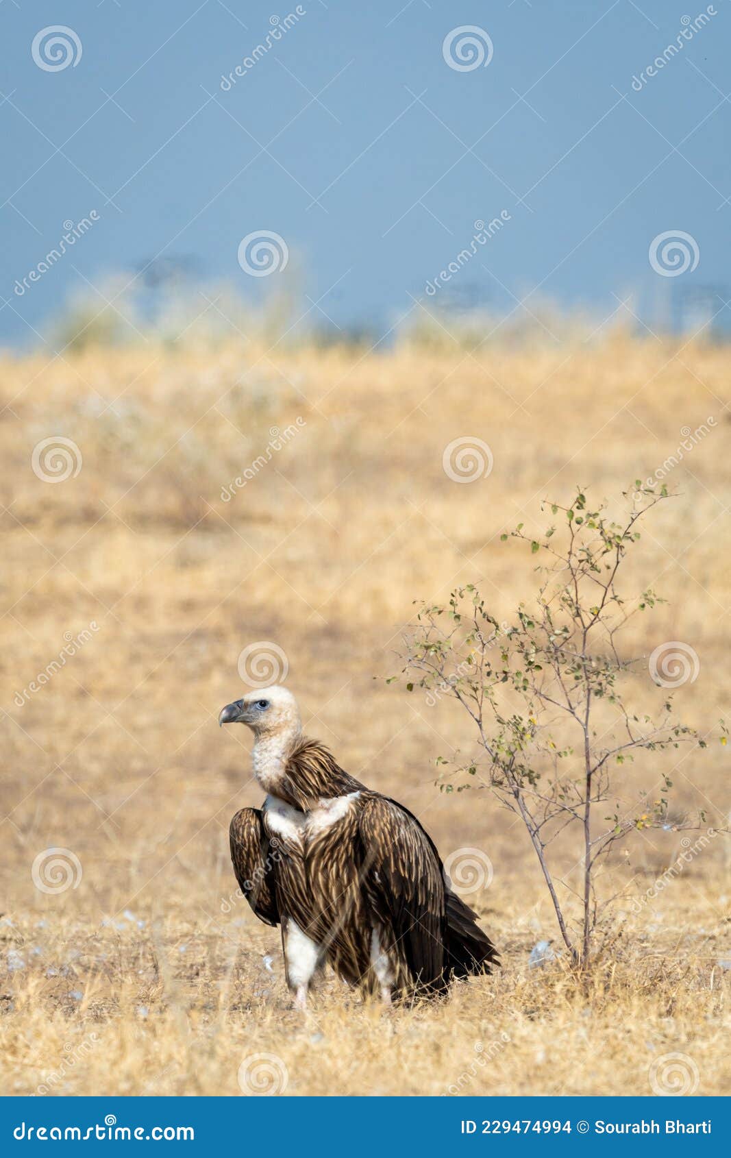 Himalayan Vulture or Gyps Himalayensis or Himalayan Griffon Vulture ...
