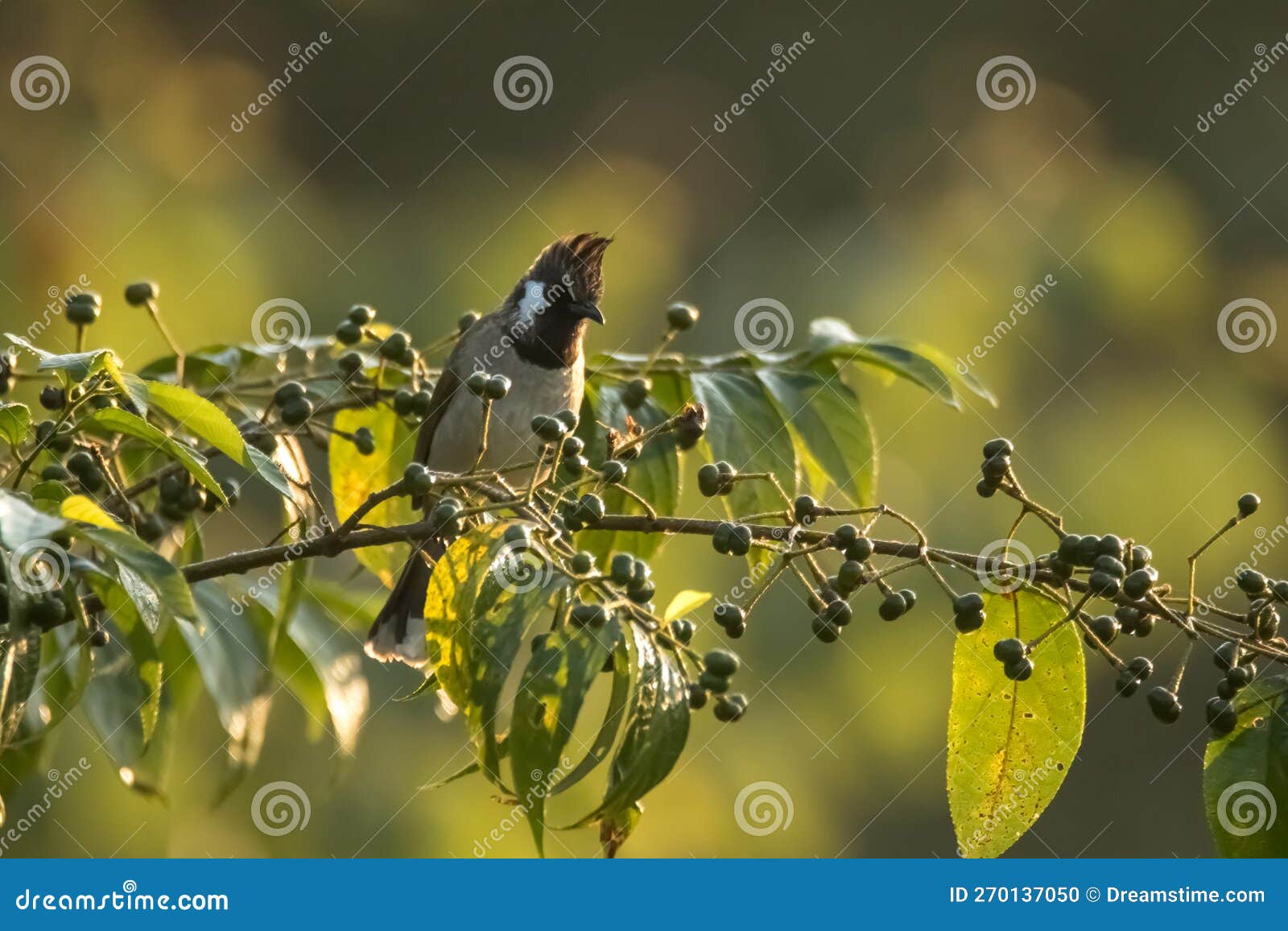 Himalayan White-cheeked Bulbul on Branch with Fruits Stock Photo ...