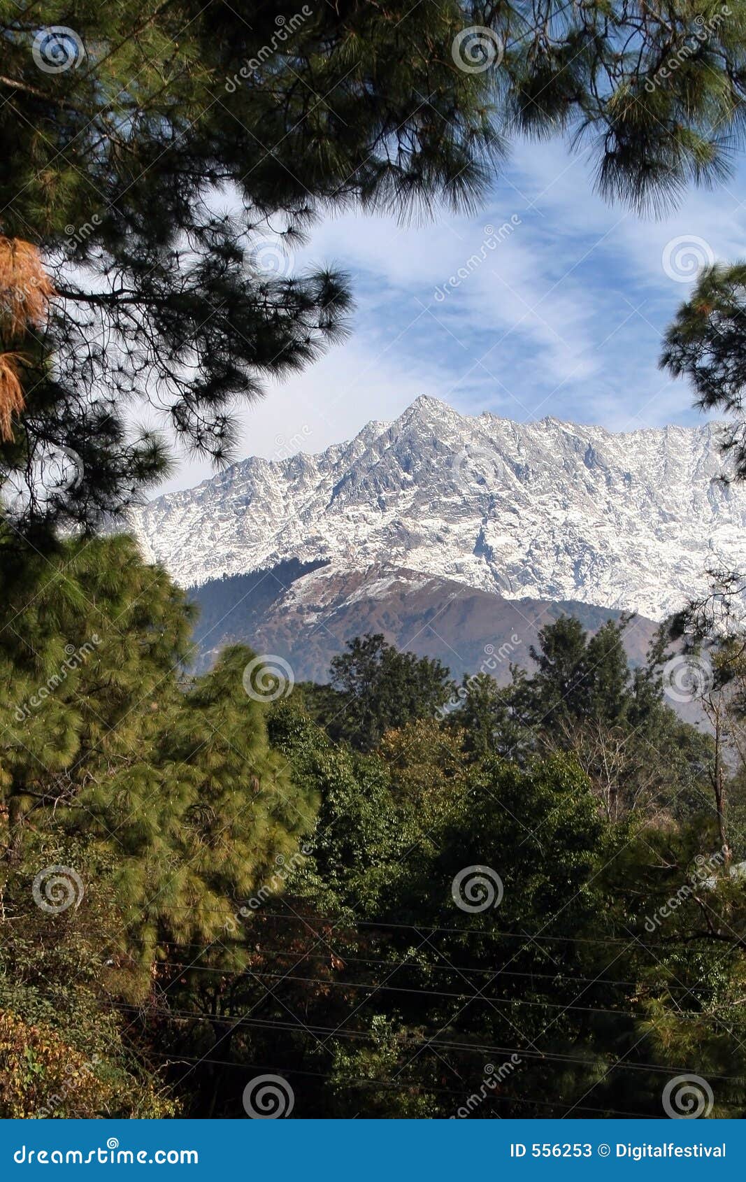 Himalayas Framed by Pine Trees at Dharamsala India Stock Image - Image ...