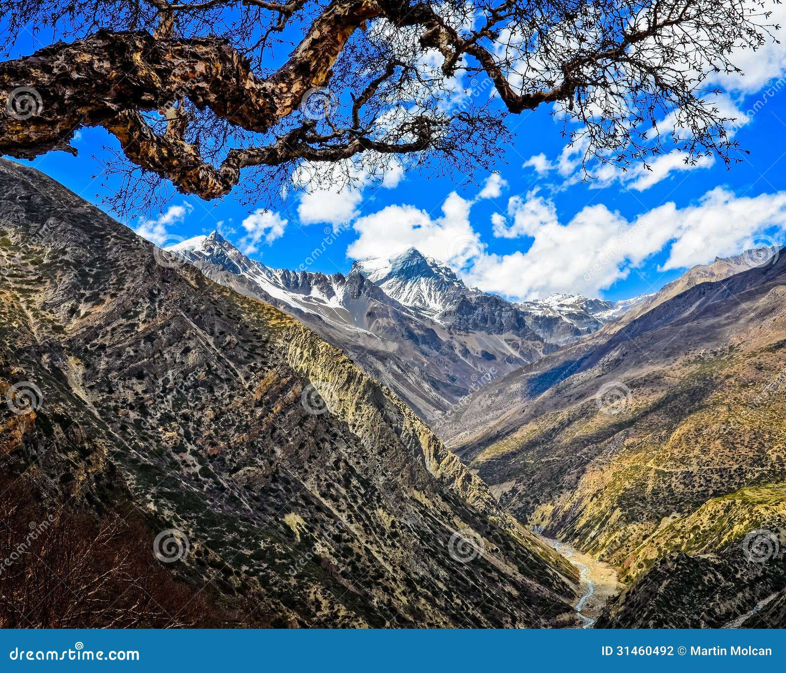 Himalayas Mountains Peak and Tree Stock Photo - Image of peaks, nepal ...
