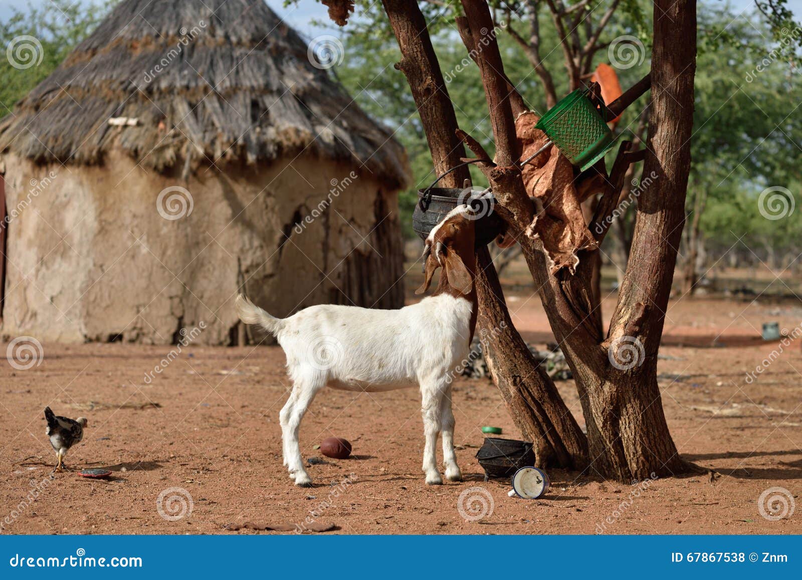 Himba village, Namibia stock photo. Image of dwelling - 67867538