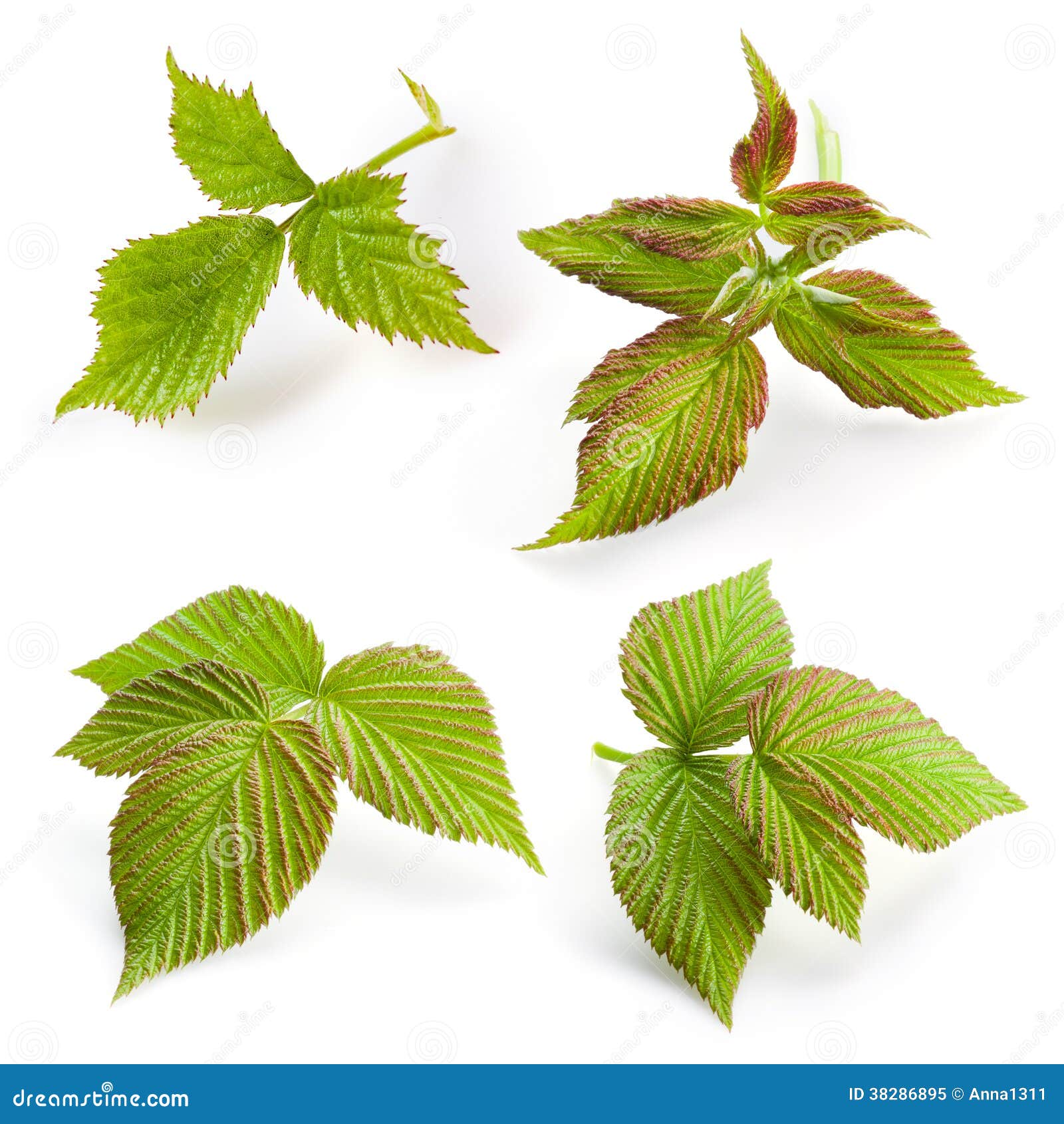 Himbeerblatt. Sammlung stockbild. Bild von himbeere, blatt - 38286895