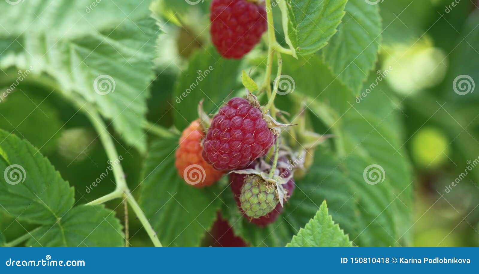 Himbeerbusch Im Garten, Sommer Stockfoto - Bild von himbeere, fahne ...