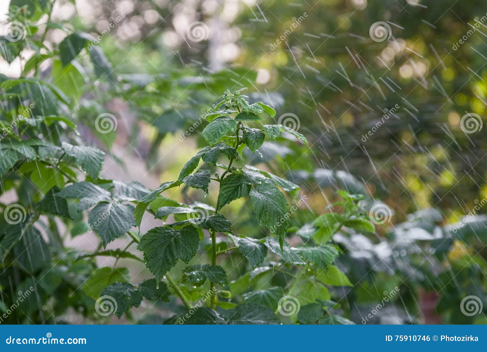 Himbeerbusch im Regen stockfoto. Bild von wachstum, wachsen - 75910746