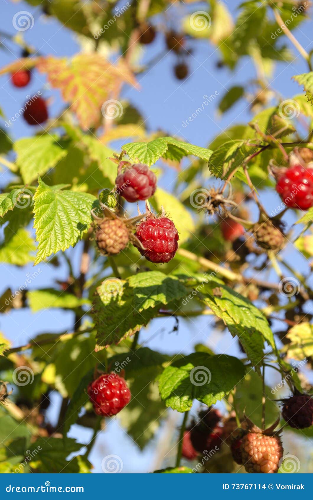 Himbeerbusch mit Beeren stockfoto. Bild von wachstum - 73767114