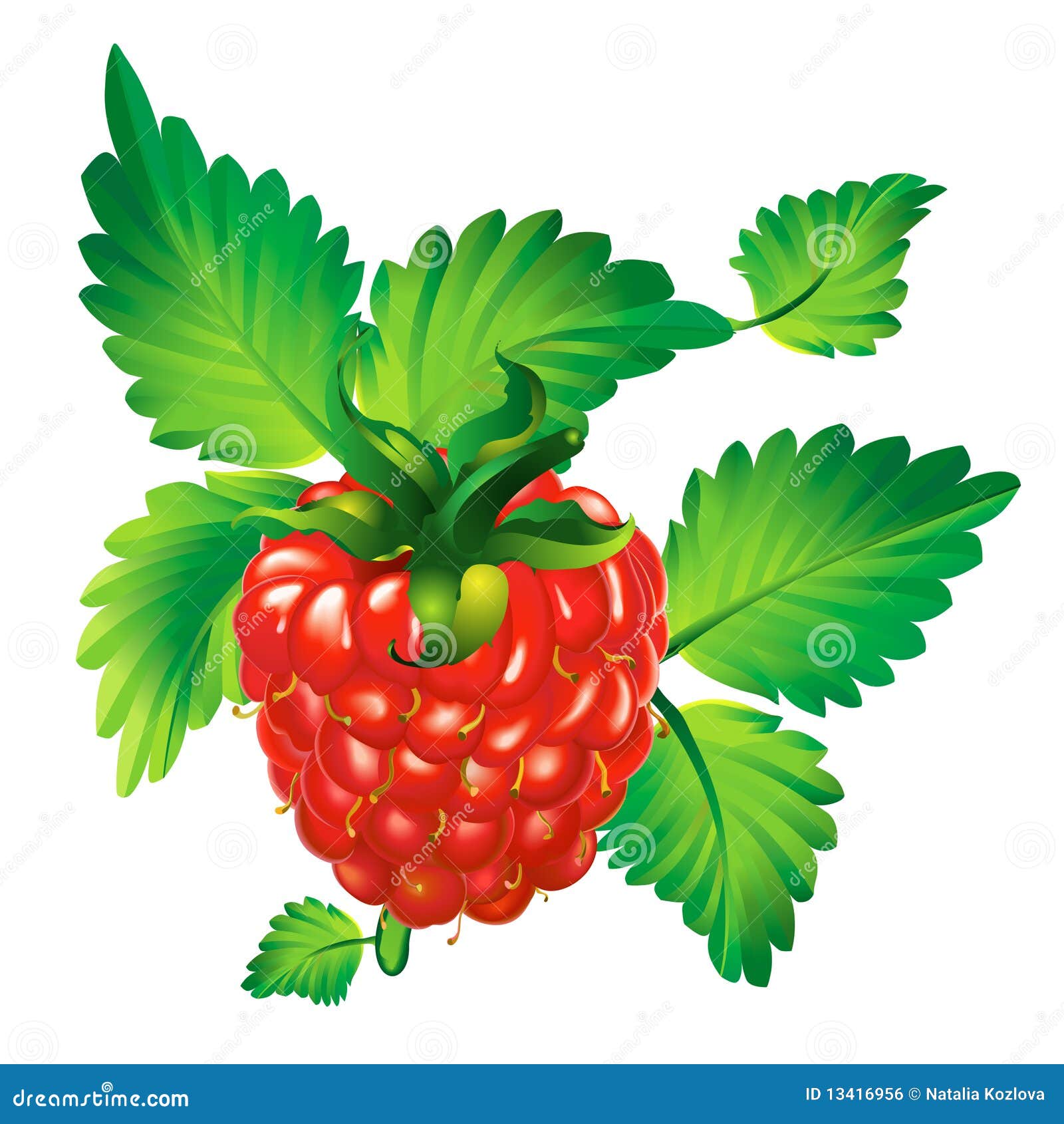 Himbeertee Stock Illustrationen, Vektoren, & Kliparts - 22,213 Stock ...