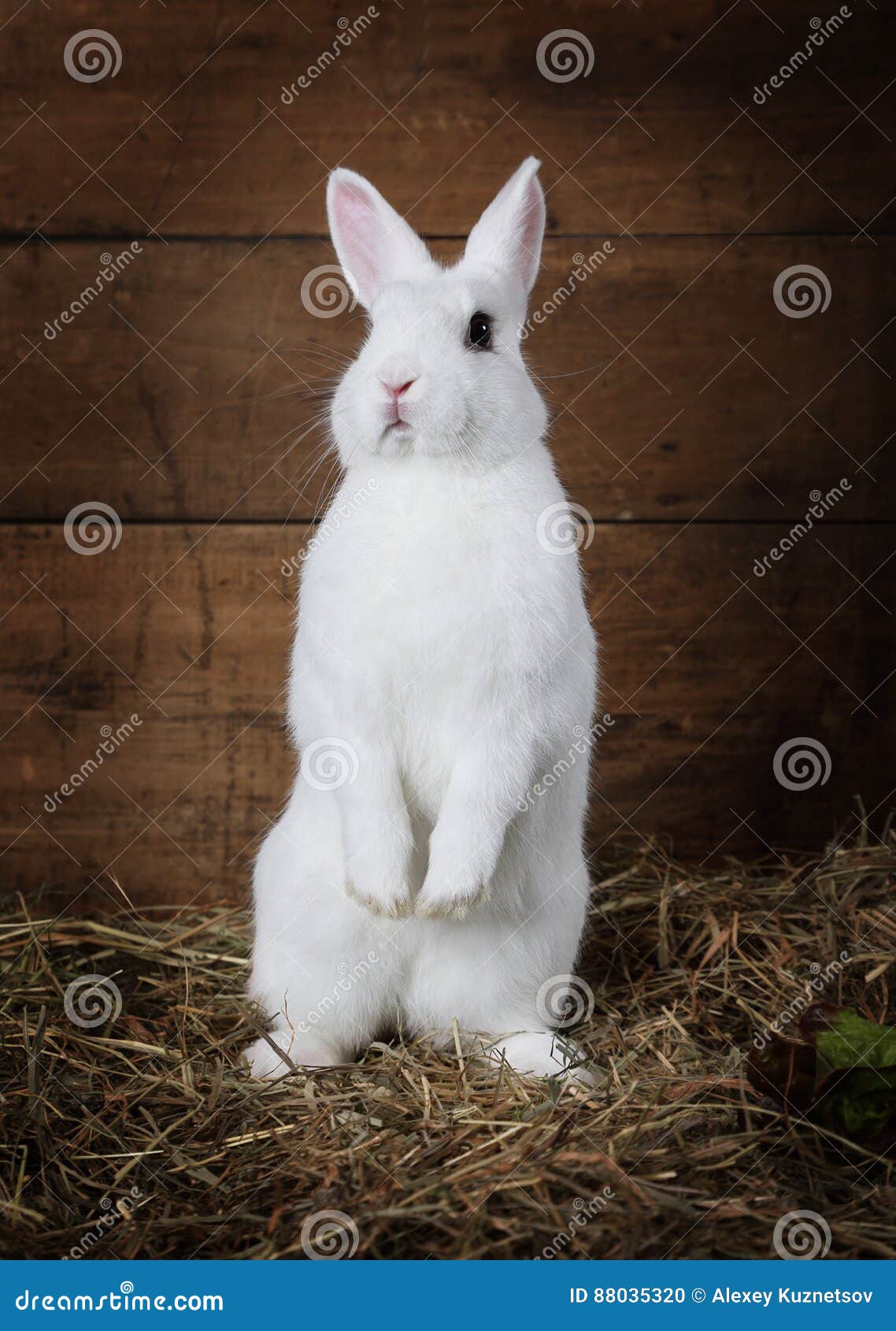 Hind Ben Oavbrutet Tjata Standing Arkivfoto - Bild av bakom, skönhet ...