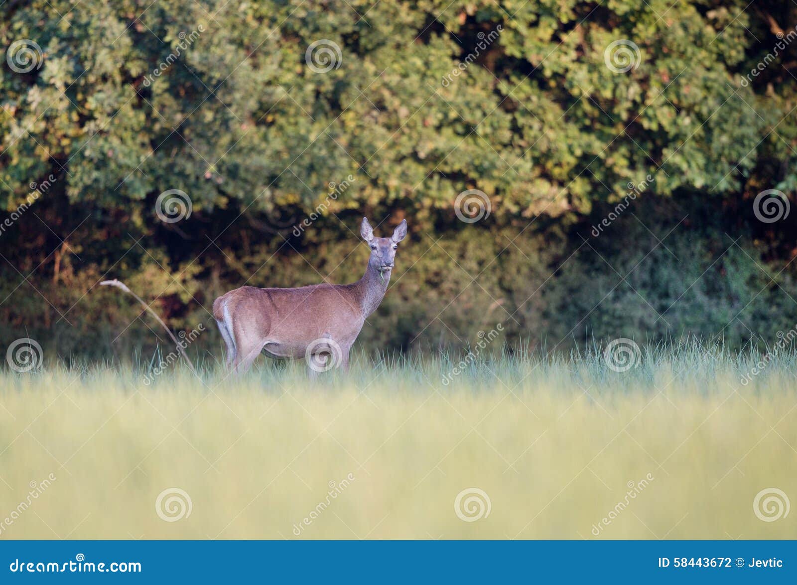 Hind (deer) grazing stock photo. Image of summer, season - 58443672