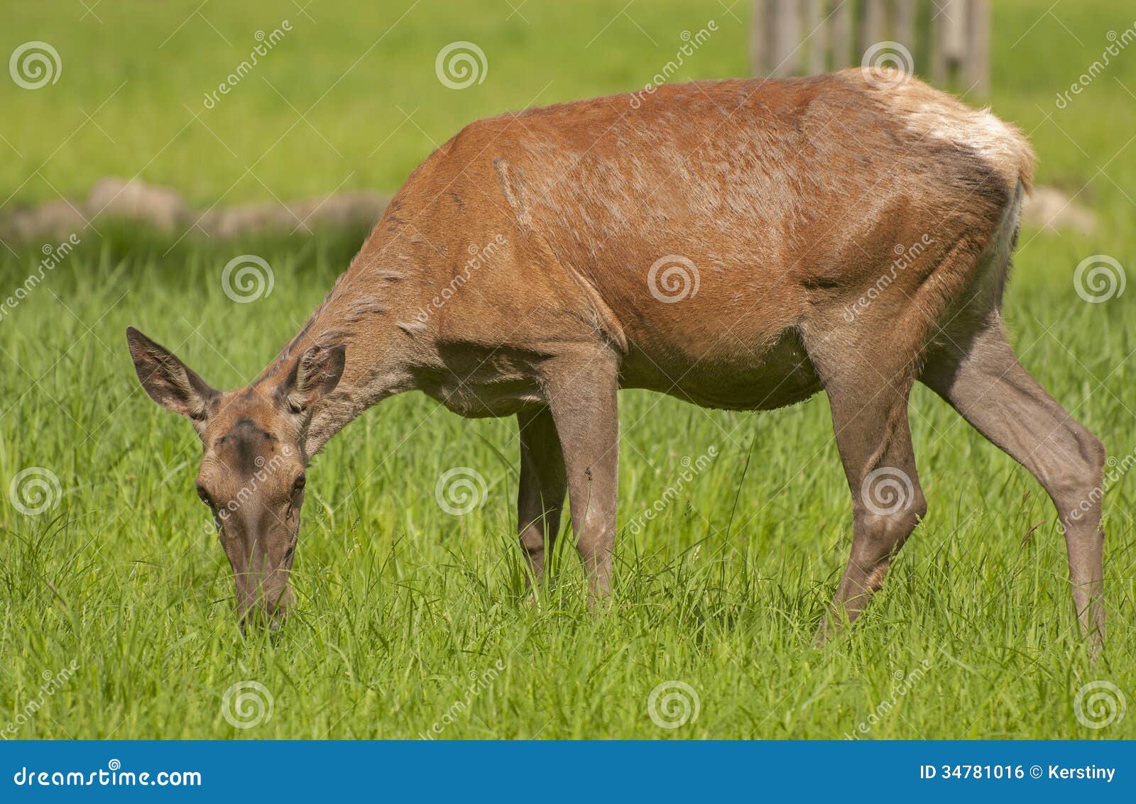 Hind stock photo. Image of forest, hind, natural, animal - 34781016