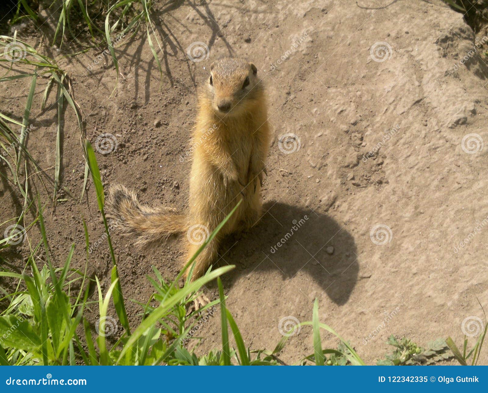 Gopher is looking for food stock image. Image of nature - 122342335