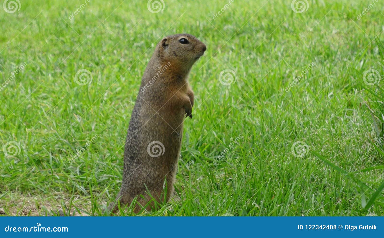 Gopher is looking for food stock photo. Image of nature - 122342408
