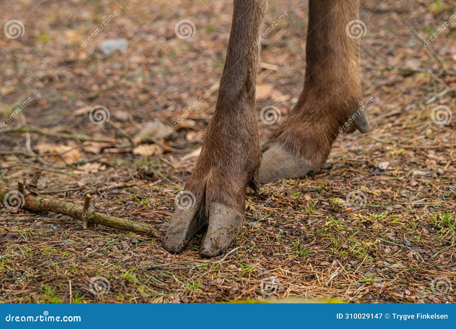Hind Legs of a Moose in a Park.. Stock Image - Image of forest, closeup ...