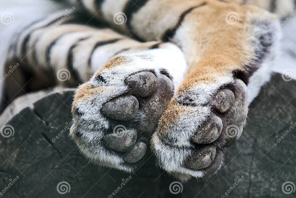 Hind Legs of the Tiger Closeup Stock Photo - Image of hunter, closeup ...