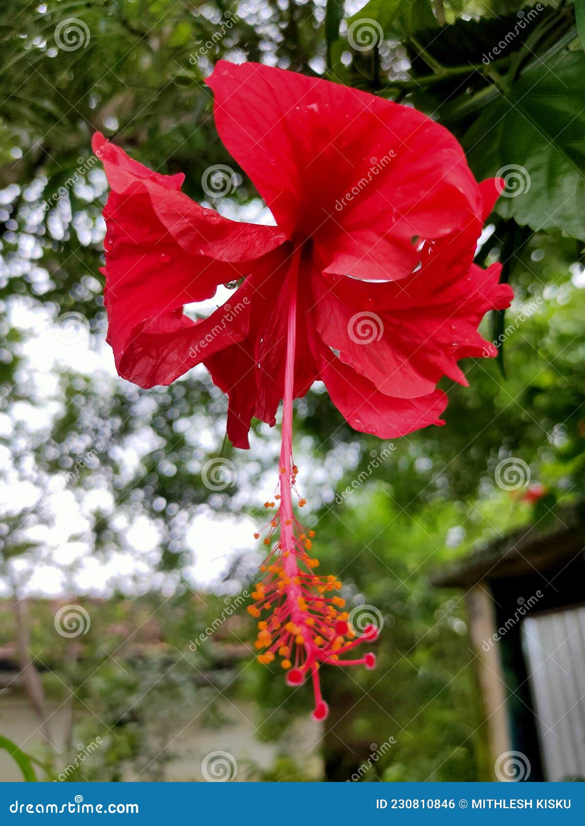 In Hindi it& X27;s Called Gudhal Stock Photo - Image of produce, gudhal ...