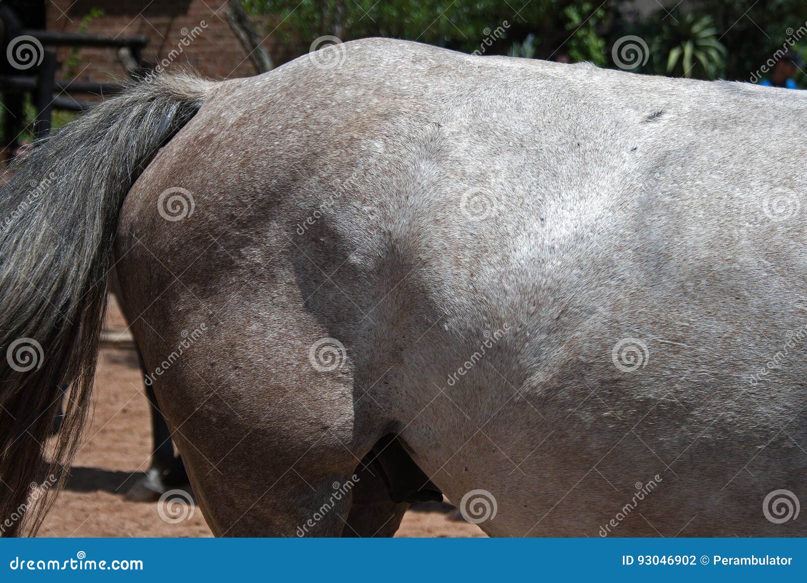 HINDQUARTER of GREY HORSE stock photo. Image of manure - 93046902