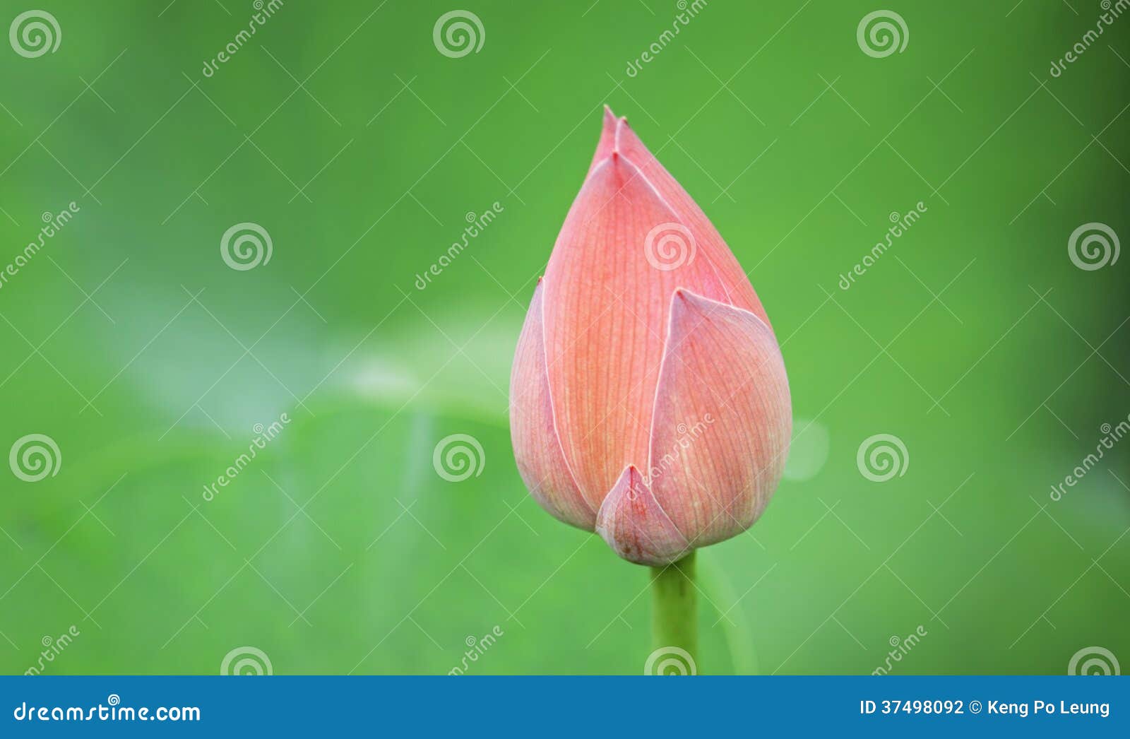 Hindu Lotus stock photo. Image of flower, lotus, exotic - 37498092