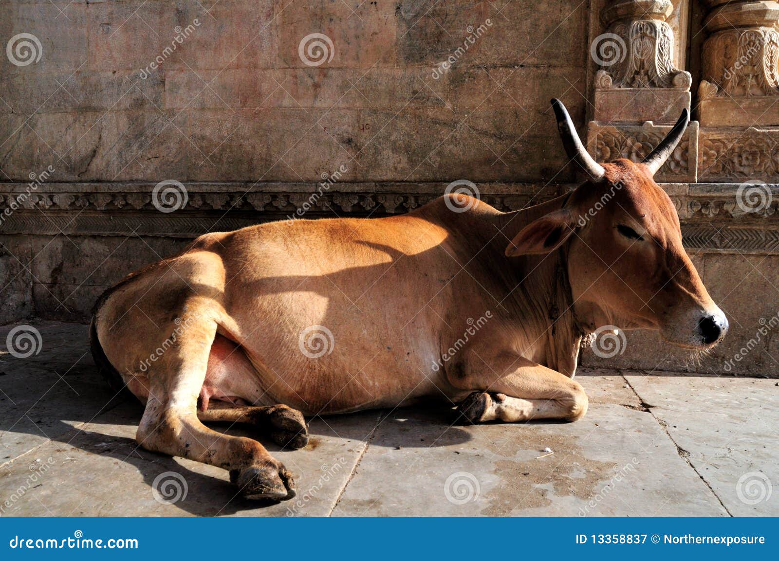 Sacred Cow Of Hinduism