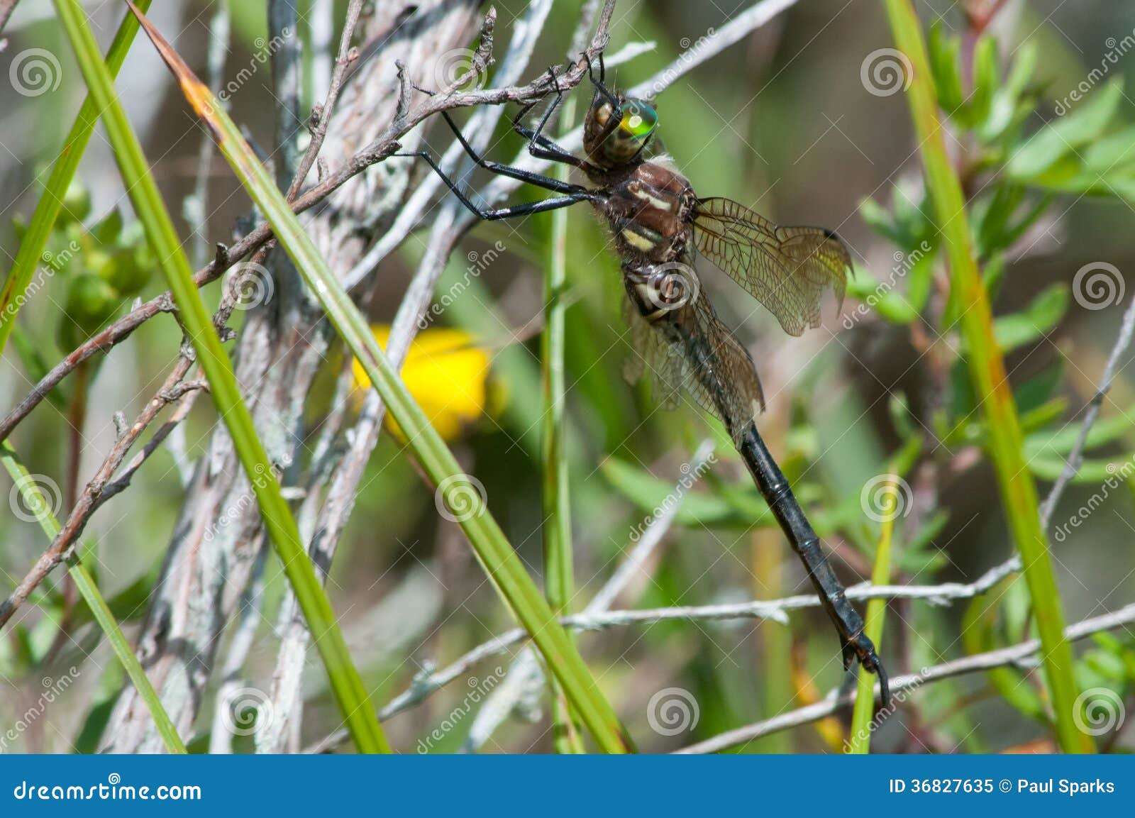 Hine s Emerald stock image. Image of green, dragonfly - 36827635