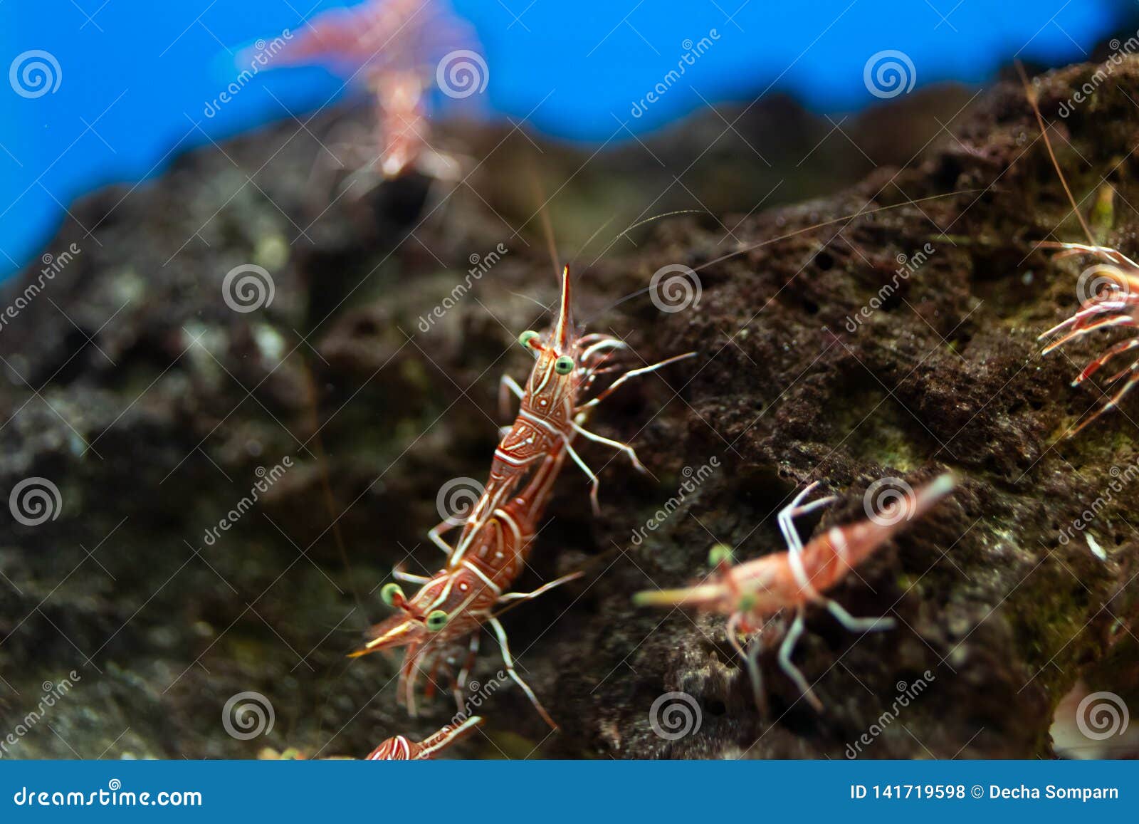 Hinge- Beak Shrimp in Water Tank, it is Beautiful Small Shrimp in Fish ...