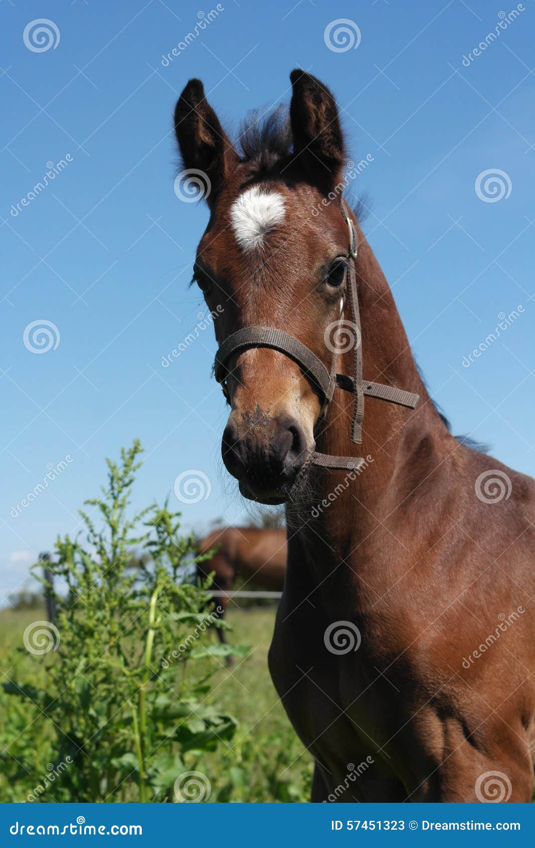 Hingst fotografering för bildbyråer. Bild av gulligt - 57451323