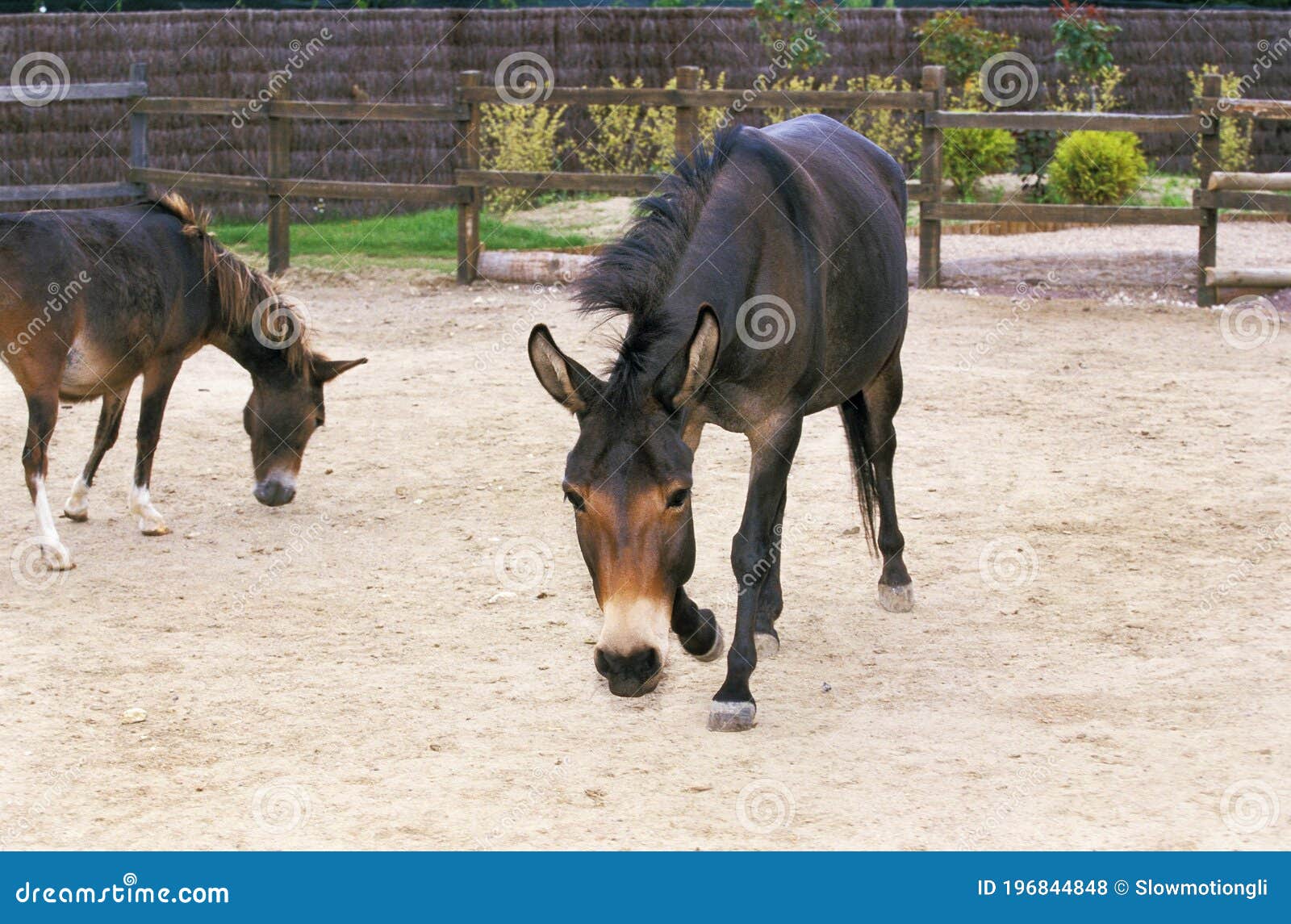 Hinny, Crossbreed of Horse and Jenny Stock Photo - Image of caballus ...