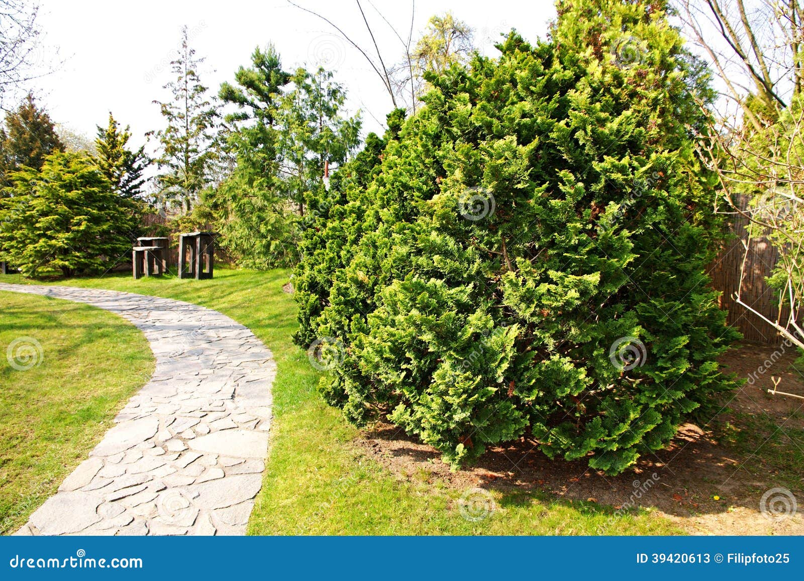 Hinoki cypress stock image. Image of species, foliage - 39420613