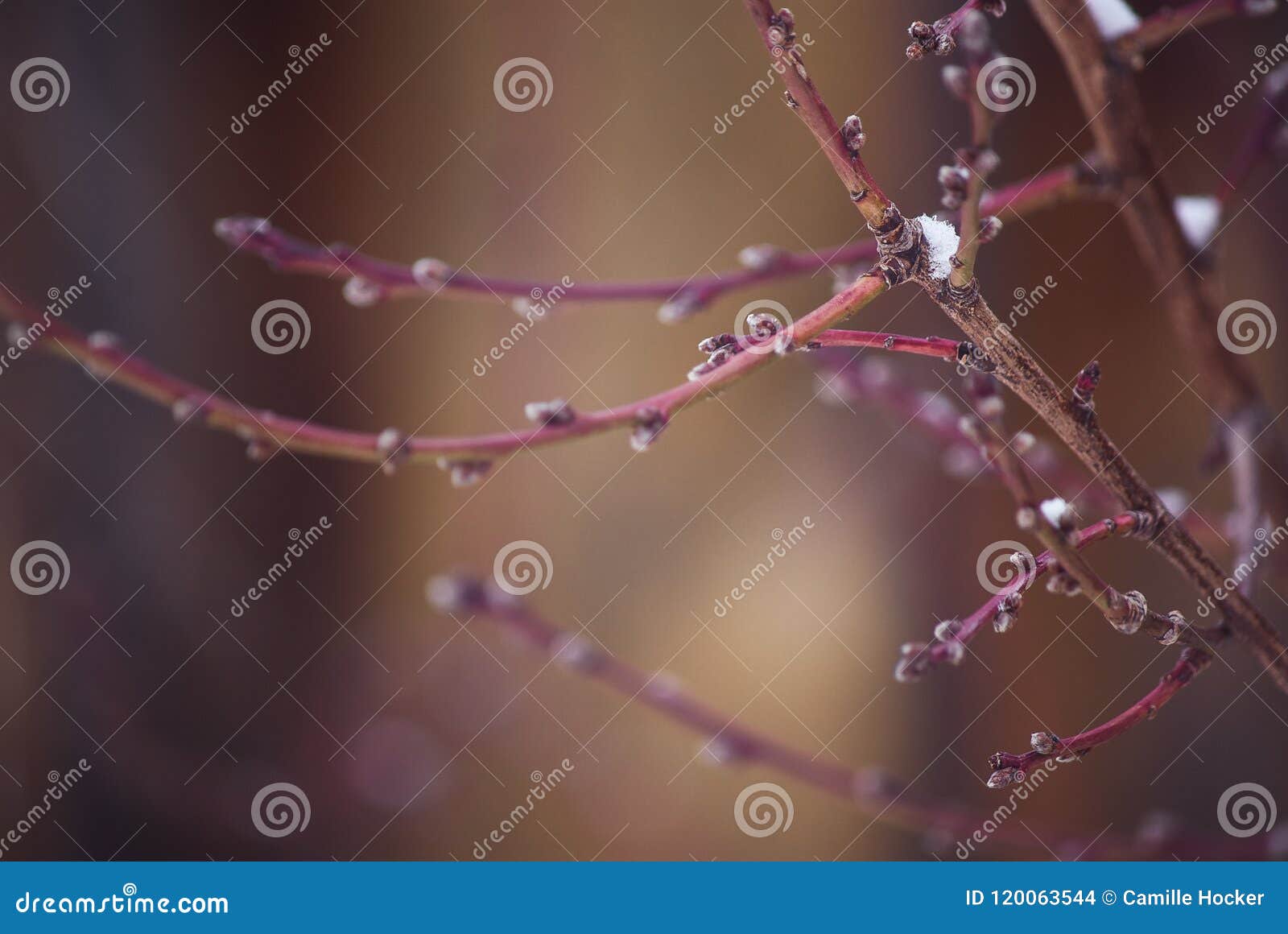Hint of Winter stock photo. Image of forest, fresh, people - 120063544
