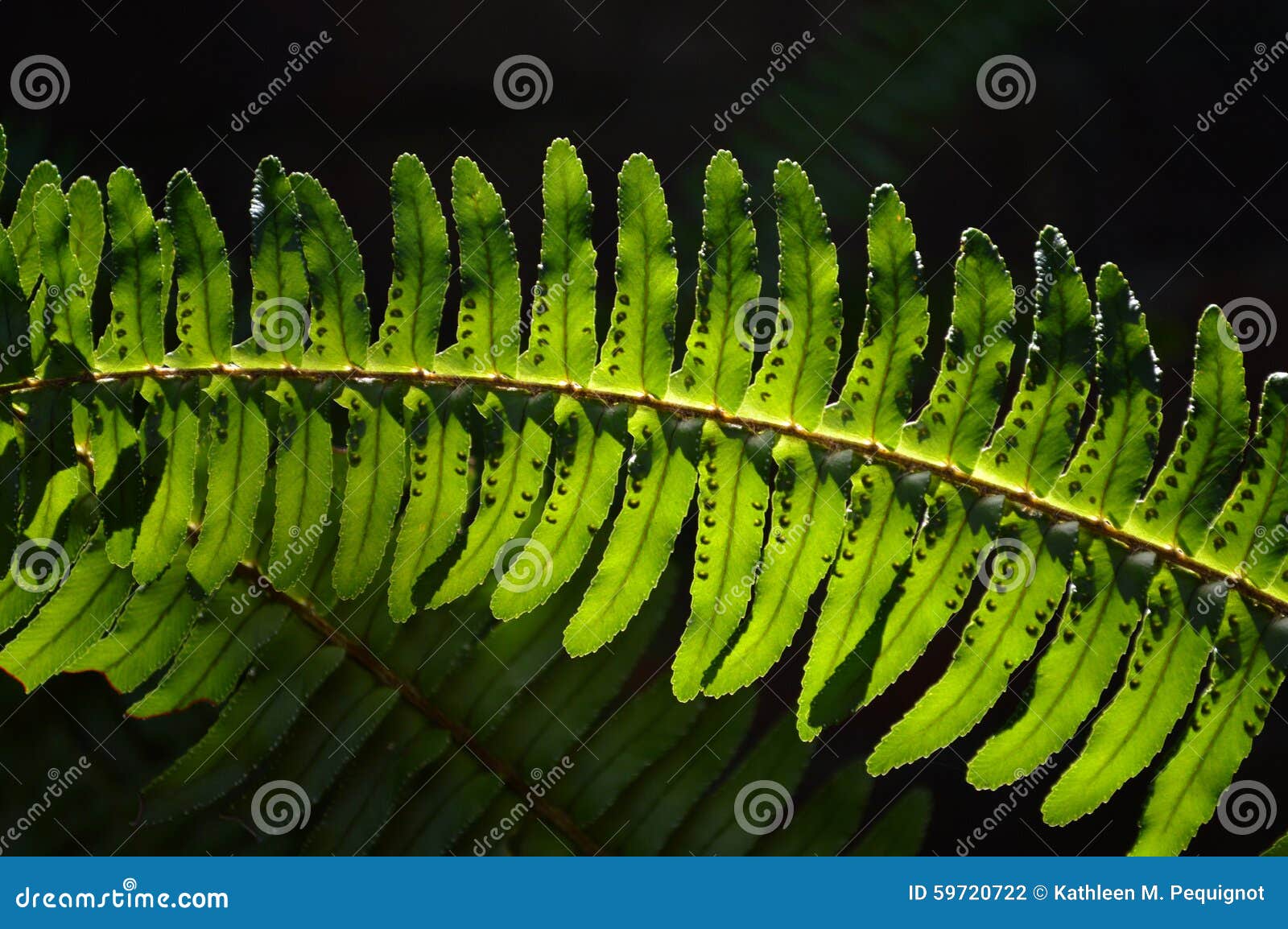 Hintergrundbeleuchteter Grüner Farn Mit Den Sporen Stockfoto - Bild von ...