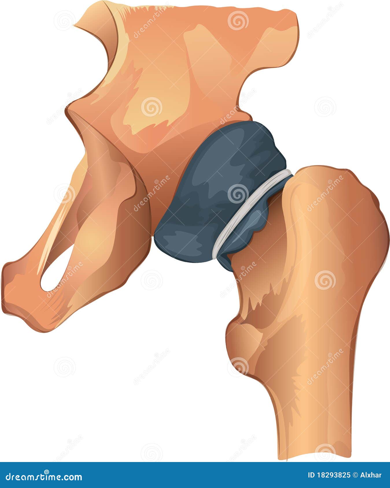 Hip stock vector. Illustration of bone, pelvis, socket - 18293825