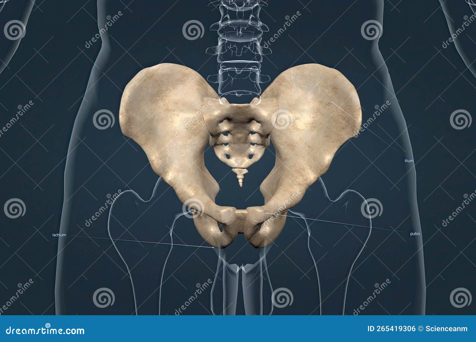 The Hip Bone is a Large Flat Bone, Constricted in the Center and ...